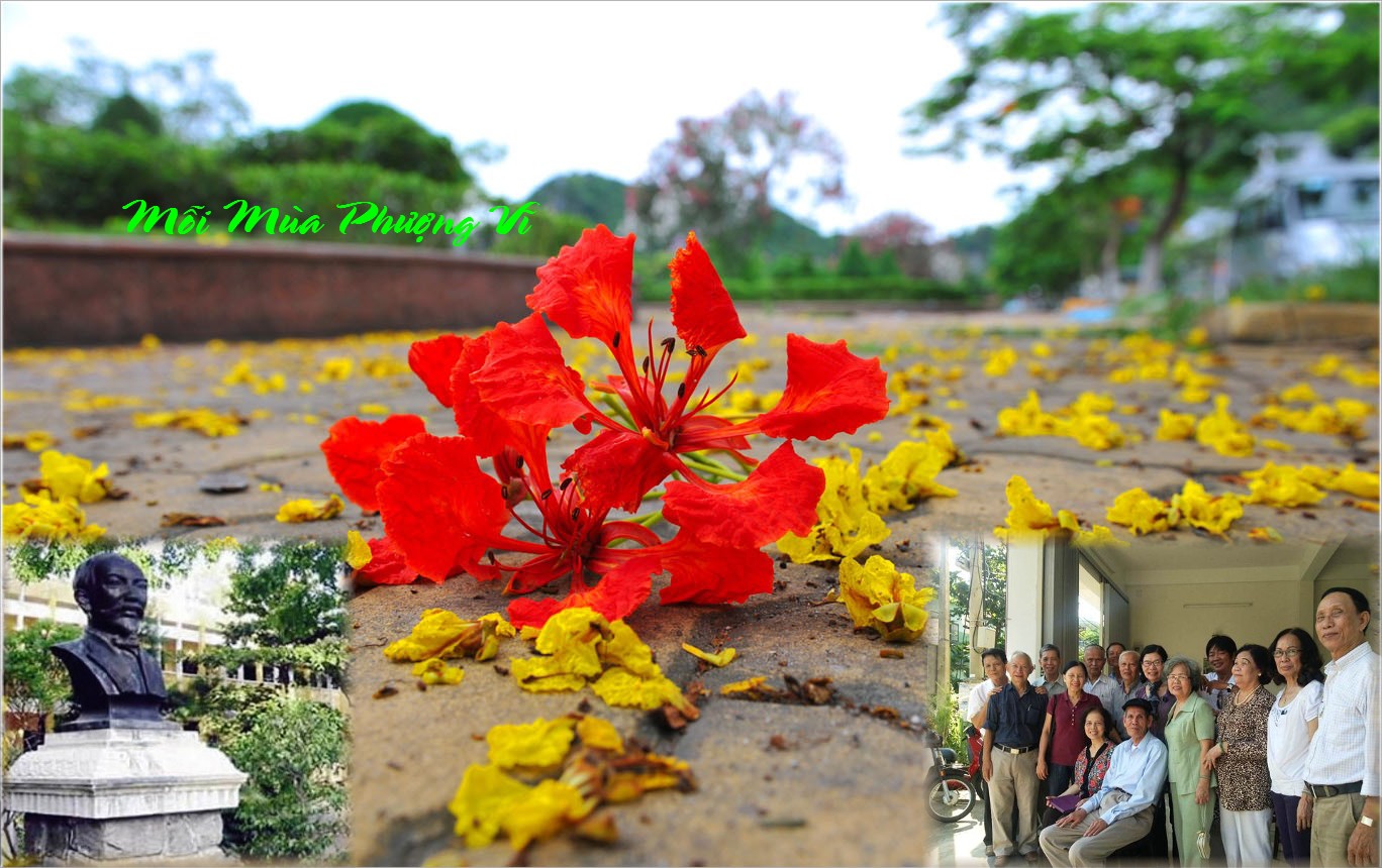 Mỗi Mùa Phượng Vỹ